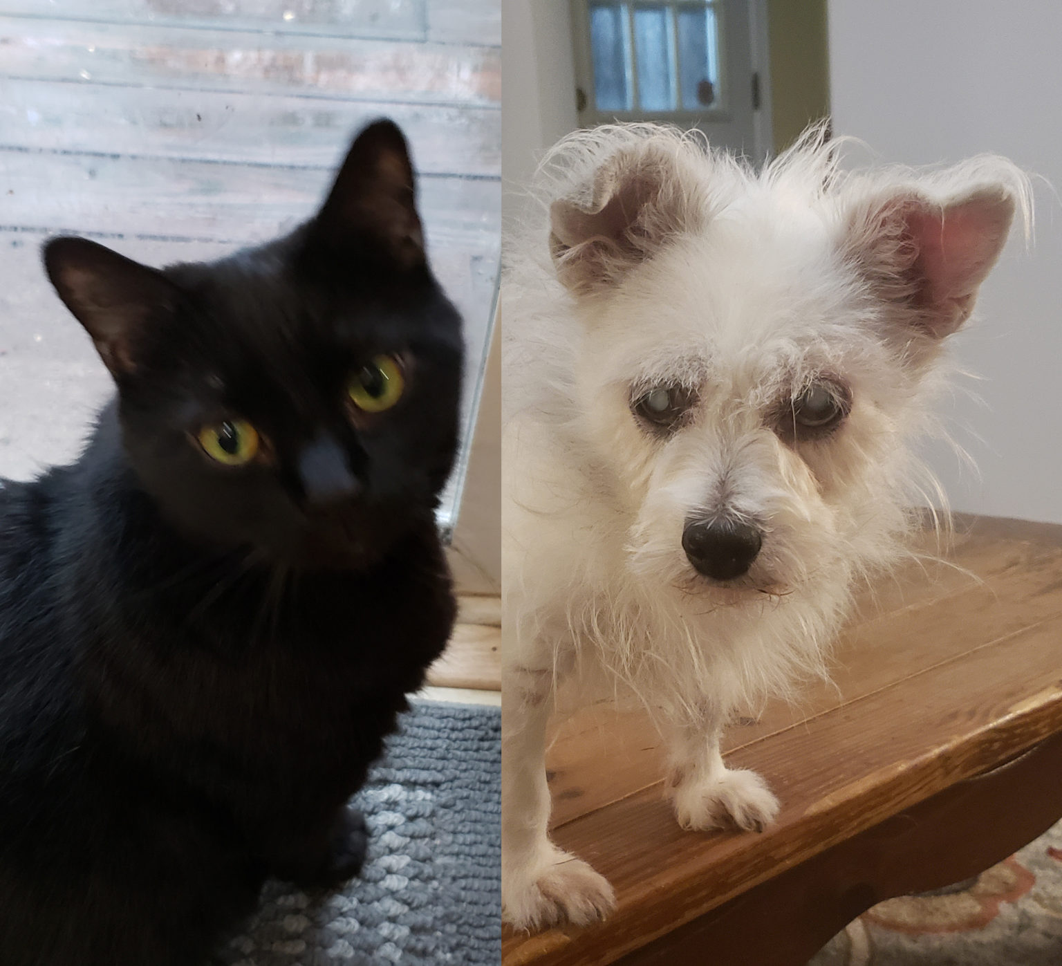 How to Adopt – Animal Rescue Foundation