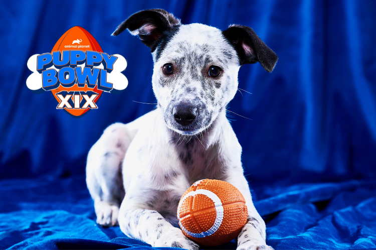 Animal Planet Puppy Bowl XIX Features ARF Puppy – ARF Beacon