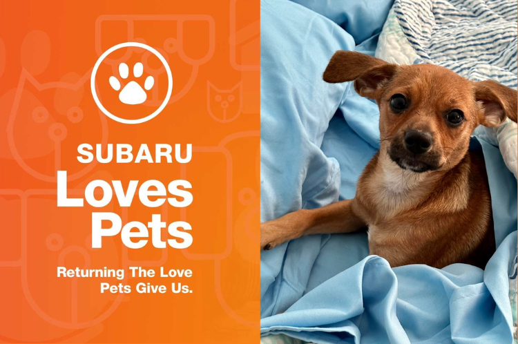 Mimi, A Subaru Loves Pets Underdog – Animal Rescue Foundation