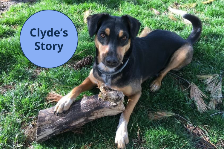 Meeting My (Shy) Soul-Dog: Clyde’s Story – Animal Rescue Foundation