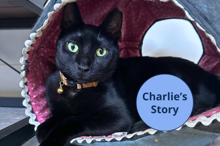 The Rewarding Journey of Adopting a Shy Cat: Charlie’s Story – Animal ...