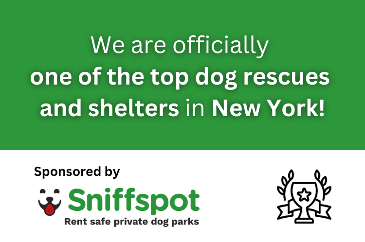 ARF Voted #3 Dog Rescue in New York – Animal Rescue Foundation